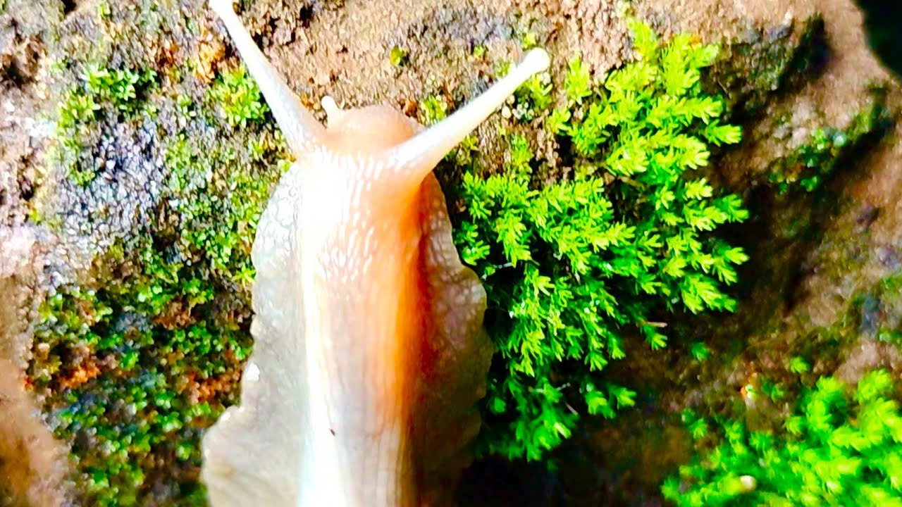 The secret life of snails crawling on rocks - YouTube