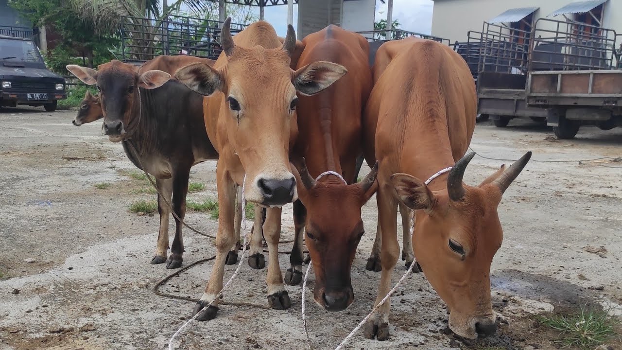 Tingkah Laku anak Sapi Lucu dan Pintar, Lembu Jinak, Sapi Moo, Sapi ...