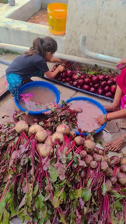 #farming #farmer #kishan #agriculture #shortsfeed #voiceeffects #fruit #beetroot #kisan ...