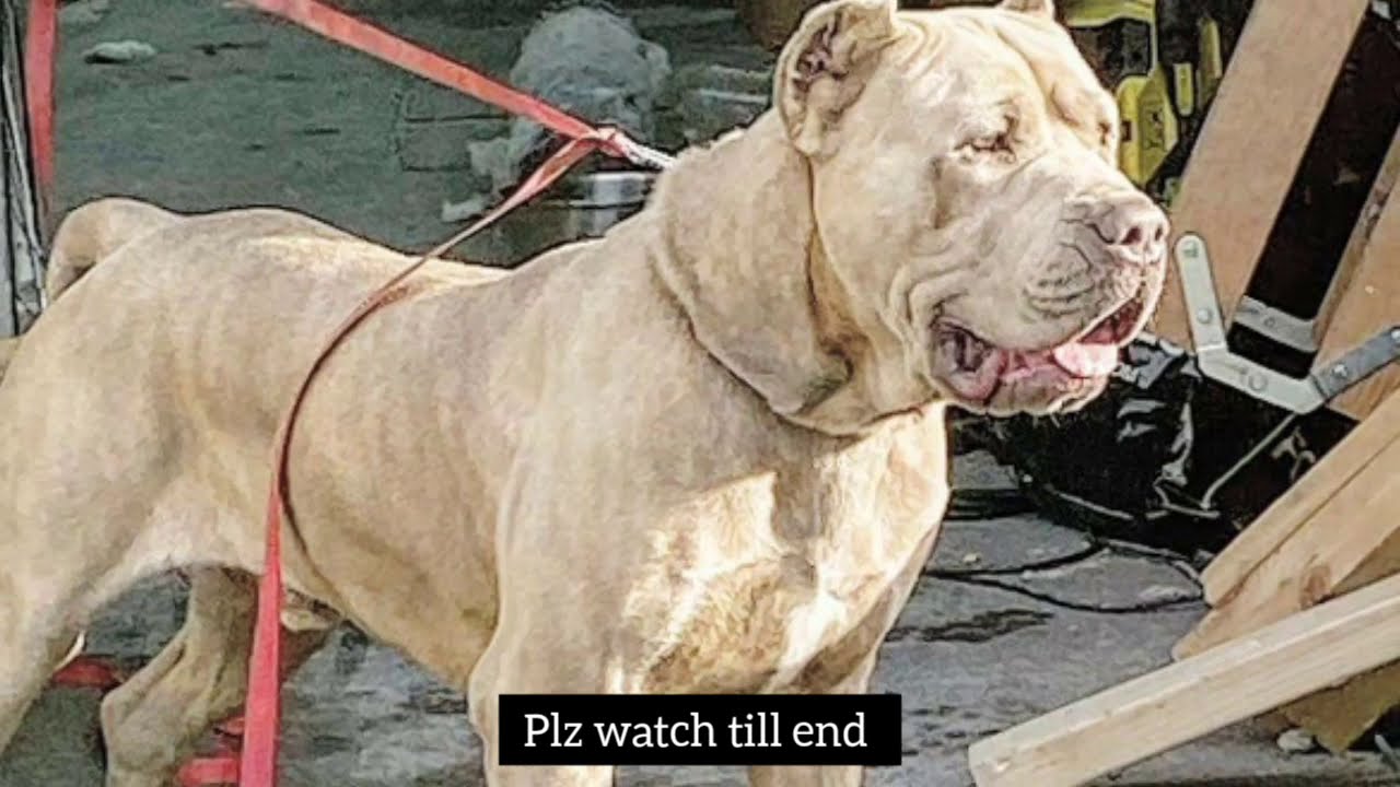 Bandog (cane corso, neo mastiff) Owner protection training || - YouTube