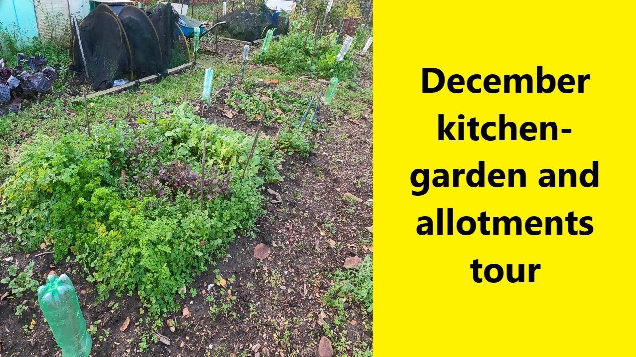 December tour of kitchen garden and allotments - UK Allotment (Zone 8 ...