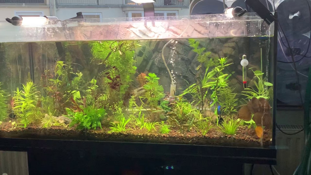 My Fish room! Моя рыбная комната! Mein Fisch zimmer! - YouTube