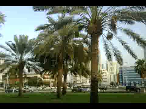 Pohon kurma Doha Qatar - YouTube