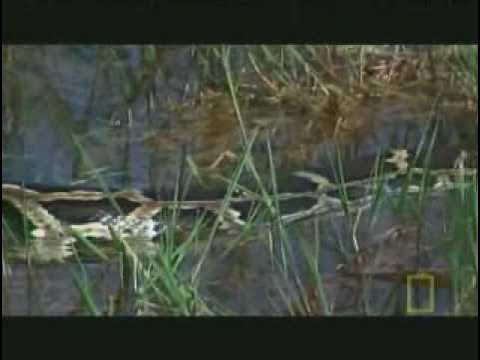 Python Vs Crocodile. Python is the Winner (Come look) - YouTube