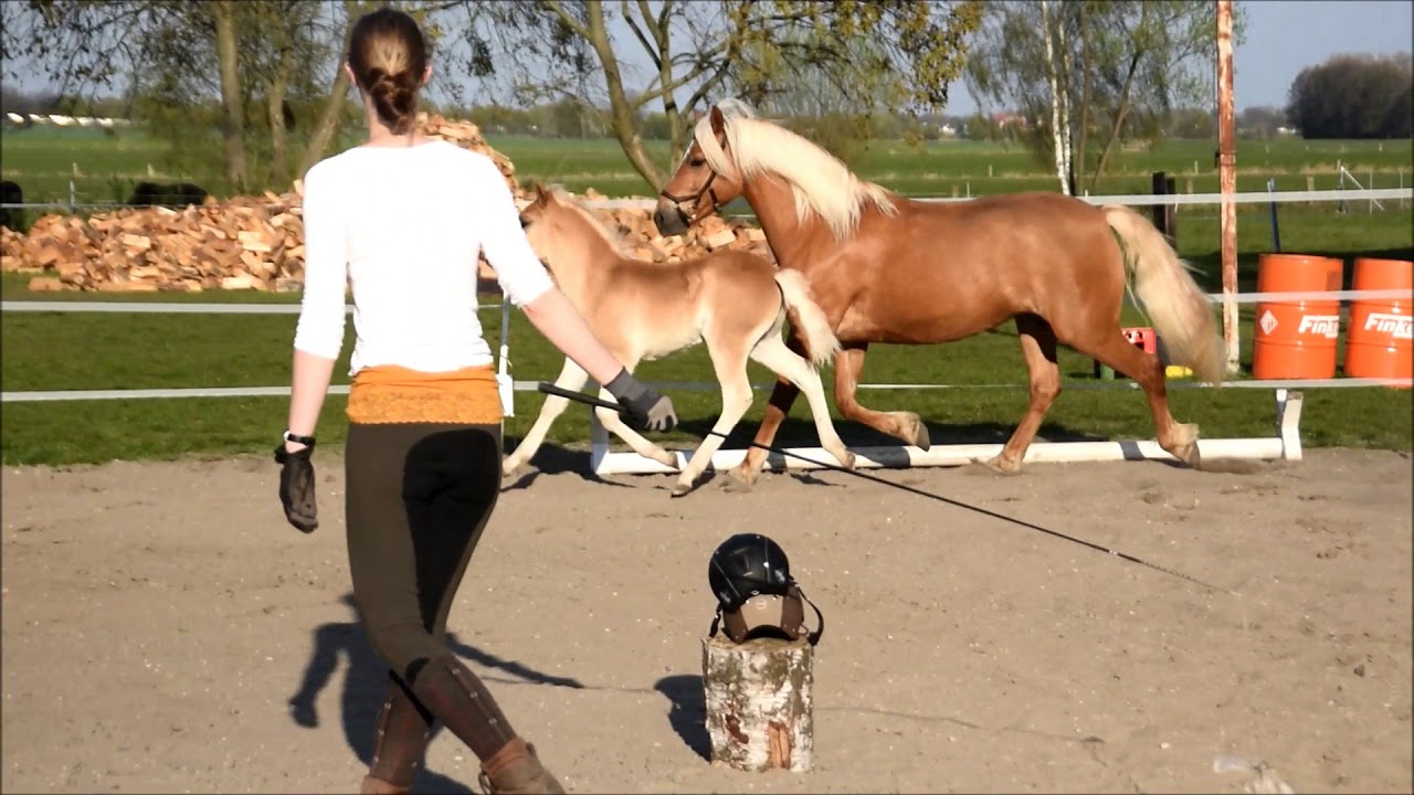 Belle Amora Stutfohlen von Amore Mio - YouTube