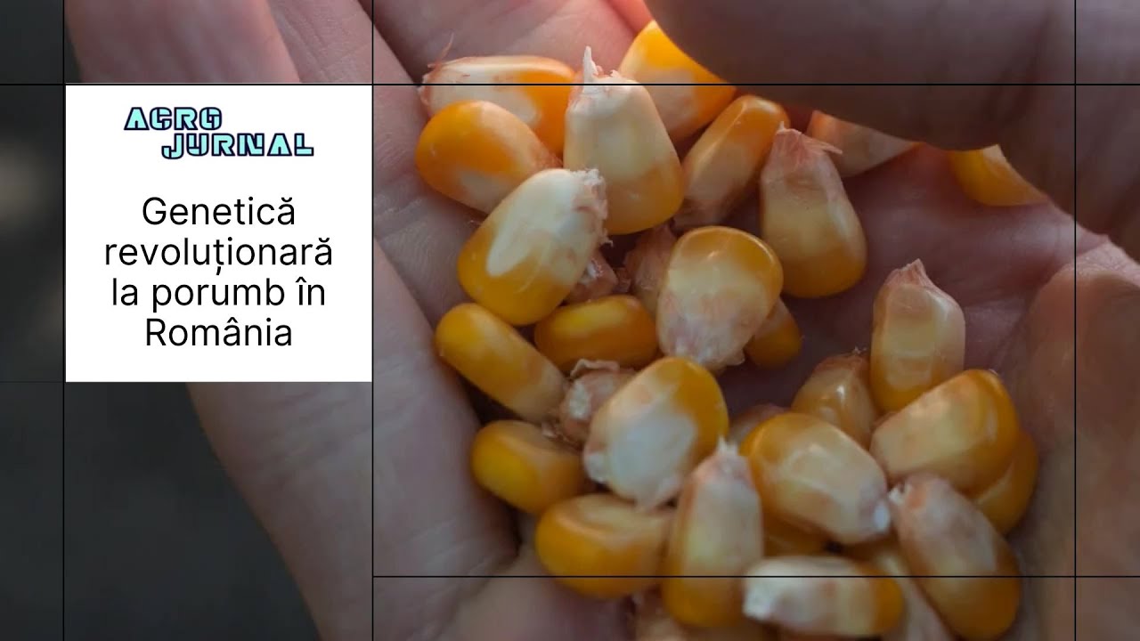 Genetică revoluționară la porumb în România: densitate mare la hectar ...