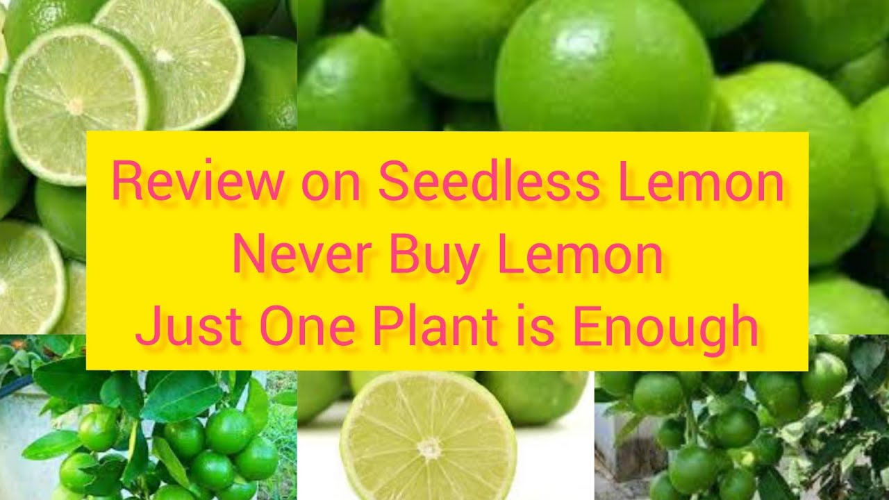 Review On Seedless Lemon - YouTube