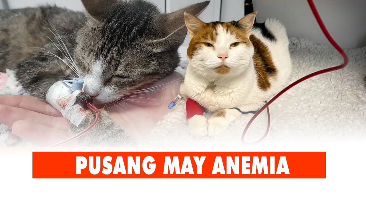 [EP 21] GAMOT SA ASTHMA NG ASO | KAPON (NEUTER) | ANEMIA SA PUSA - YouTube