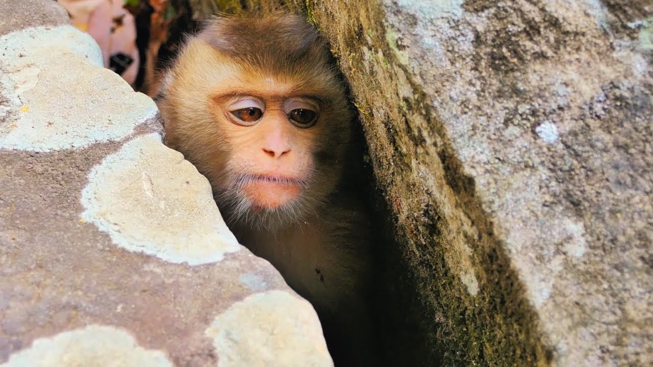 Abandoned monkey offended to hide in a rocky outcrop. Monkey playing in the wild - YouTube