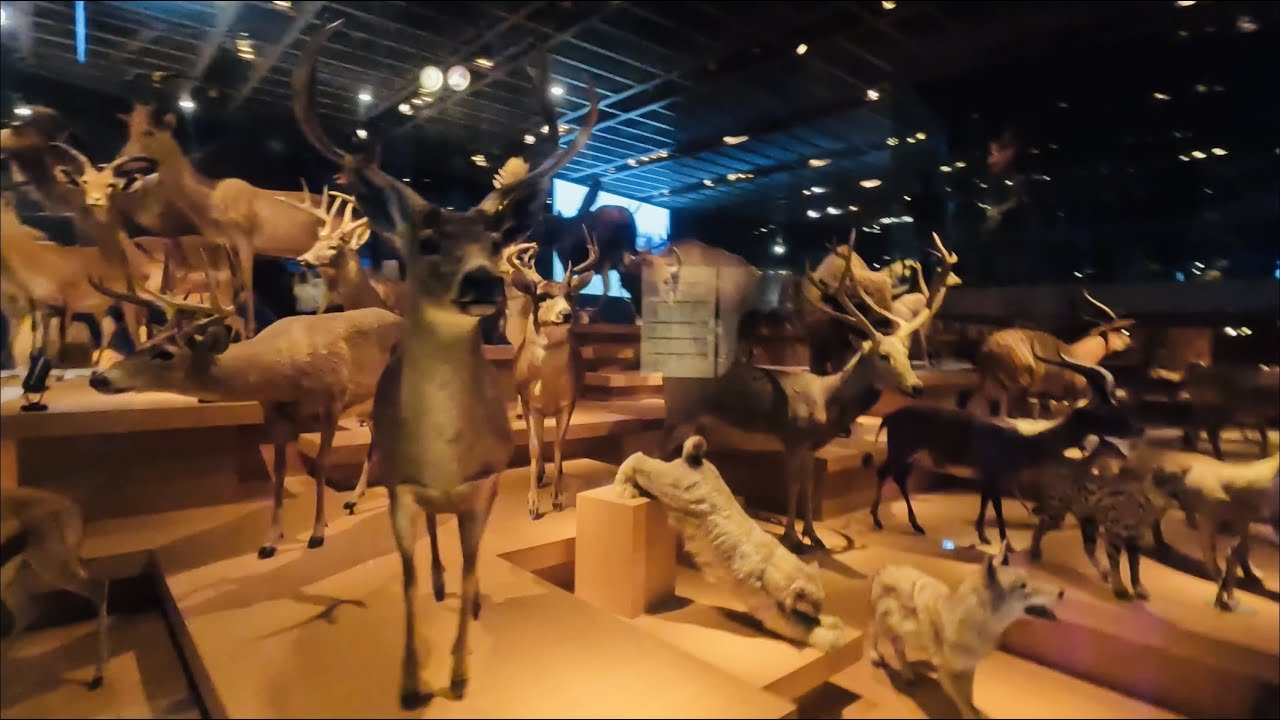 [Tokyo Travel] National Museum of Nature and Science (Part 1) 国立科学博物館 ...