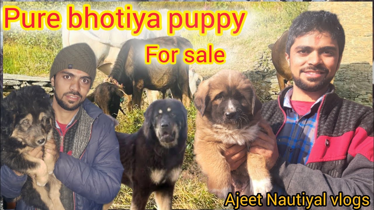 Best Bhotiya dog's puppy 🐕gaddi dogs | Ajeet Nautiyal vlogs | himalayan ...