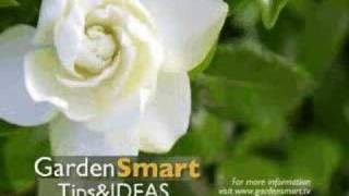 Wayside Gardens Garden Tips - Fragrance In The Garden