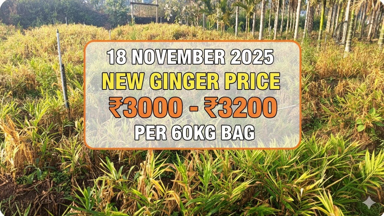 Ginger Price SHOOTS UP! 🔥 60KG Bag at ₹3000-₹3200 | Price Forecast 2025 ...