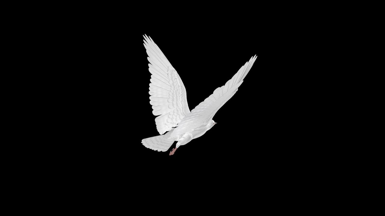 Flying White Dove - Back Angle - Transparent Loop - YouTube