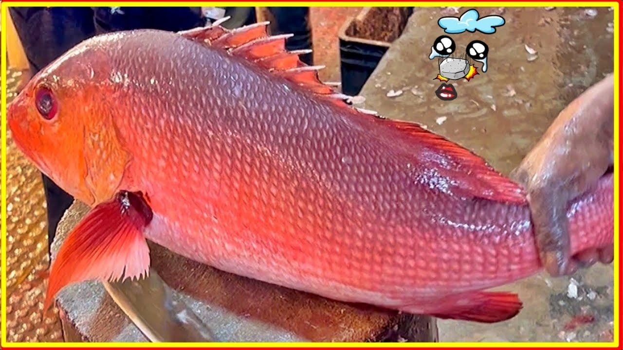 Incredible BIG RED SNAPPER FISH CUTTING | Expert Fish Cutter In ...