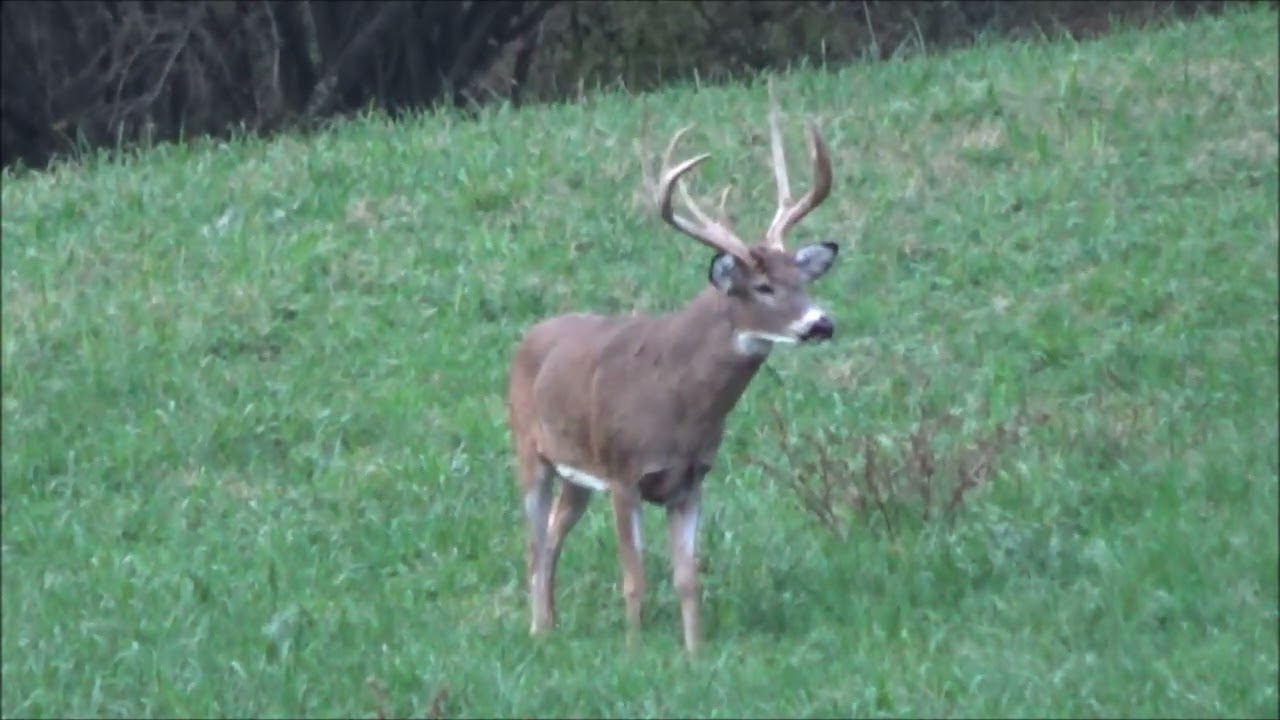 Illinois whitetail deer hunt - YouTube