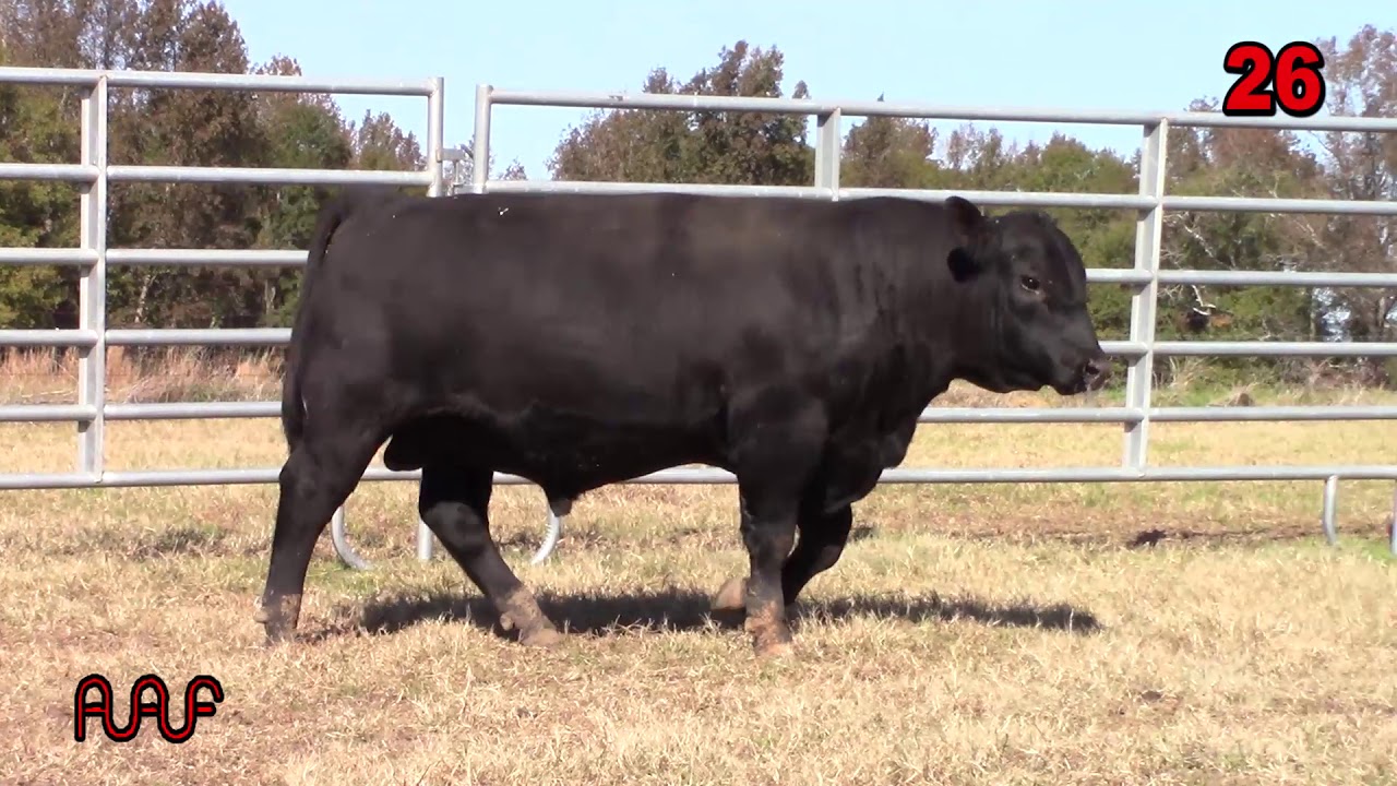 Adams Angus Farm Lot 26 - YouTube