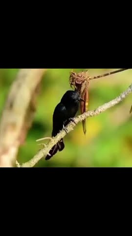 PAHADI BIRDS MESSMARISING SOUND #naturephotography #naturelovers # ...