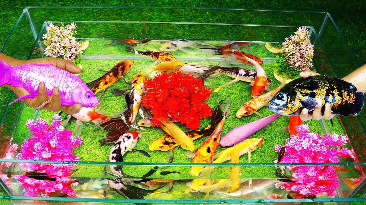 Pink parrot goldfish beeta milky carp Japanese koi tortoise shell - YouTube