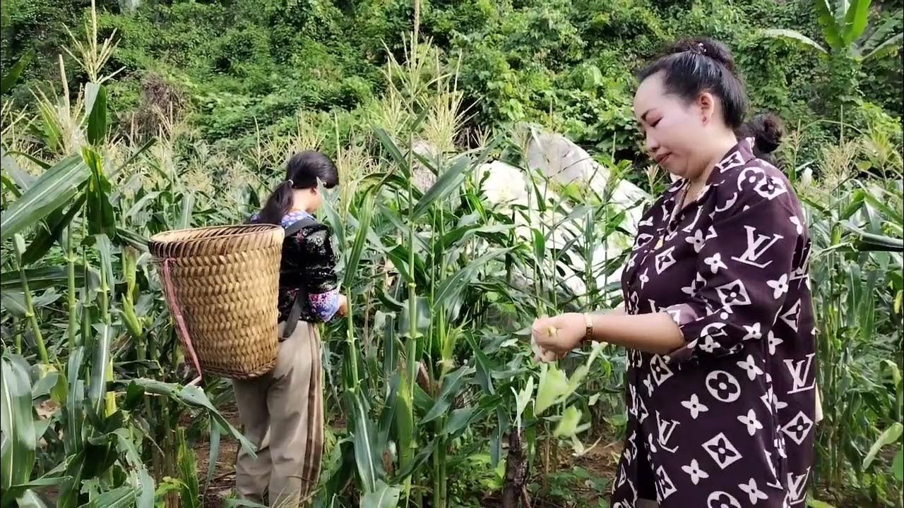 los siab nkauj swm thiab Paj tag wb mus ntias POB kws nawb 8/7/2024 - YouTube