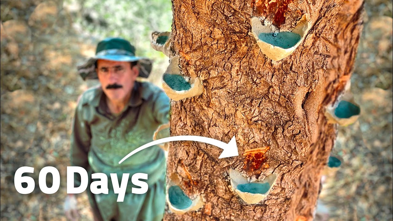 60 days waiting to harvest natural turpentine | Kurdish Village life ...