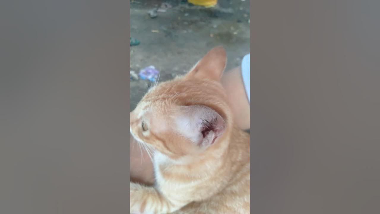 Love love Si Minggo... - YouTube