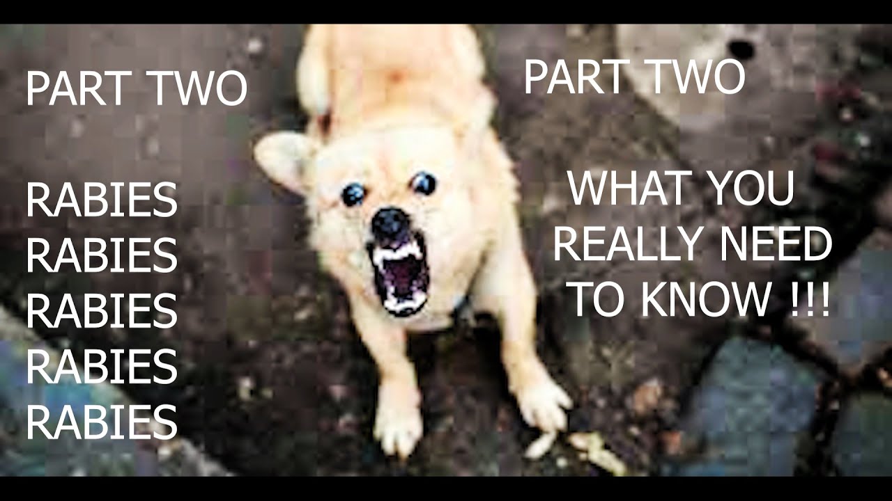 RABIES! WHAT YOU REALLY NEED TO KNOW... - YouTube