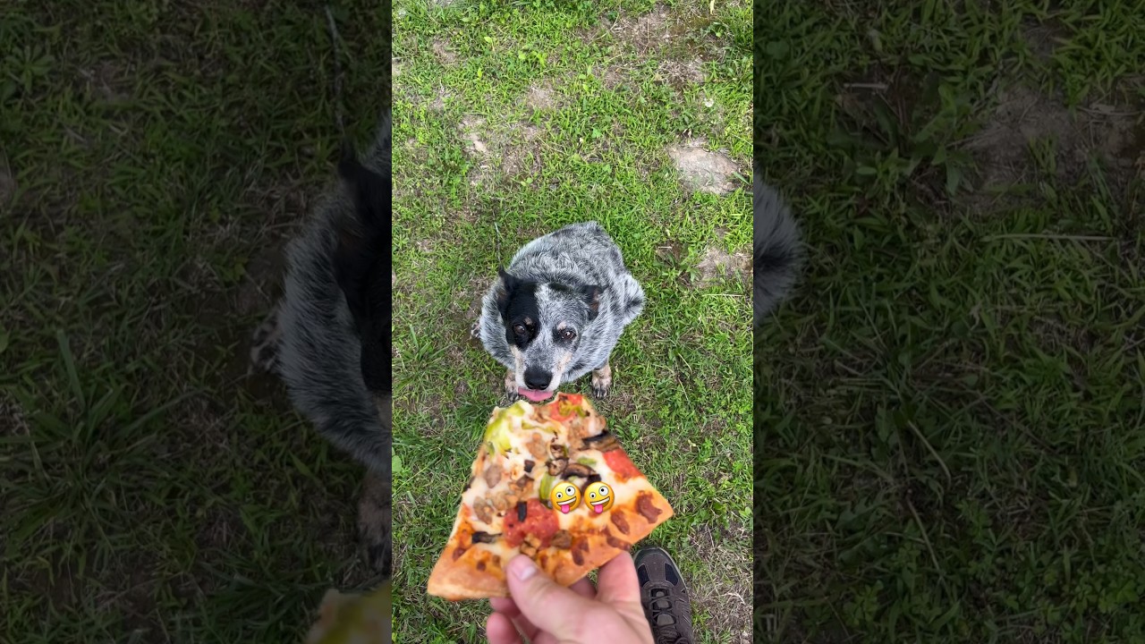 Do You Like Pizza reaction dog YouTube do-you-like-pizza-reaction-dog-youtube