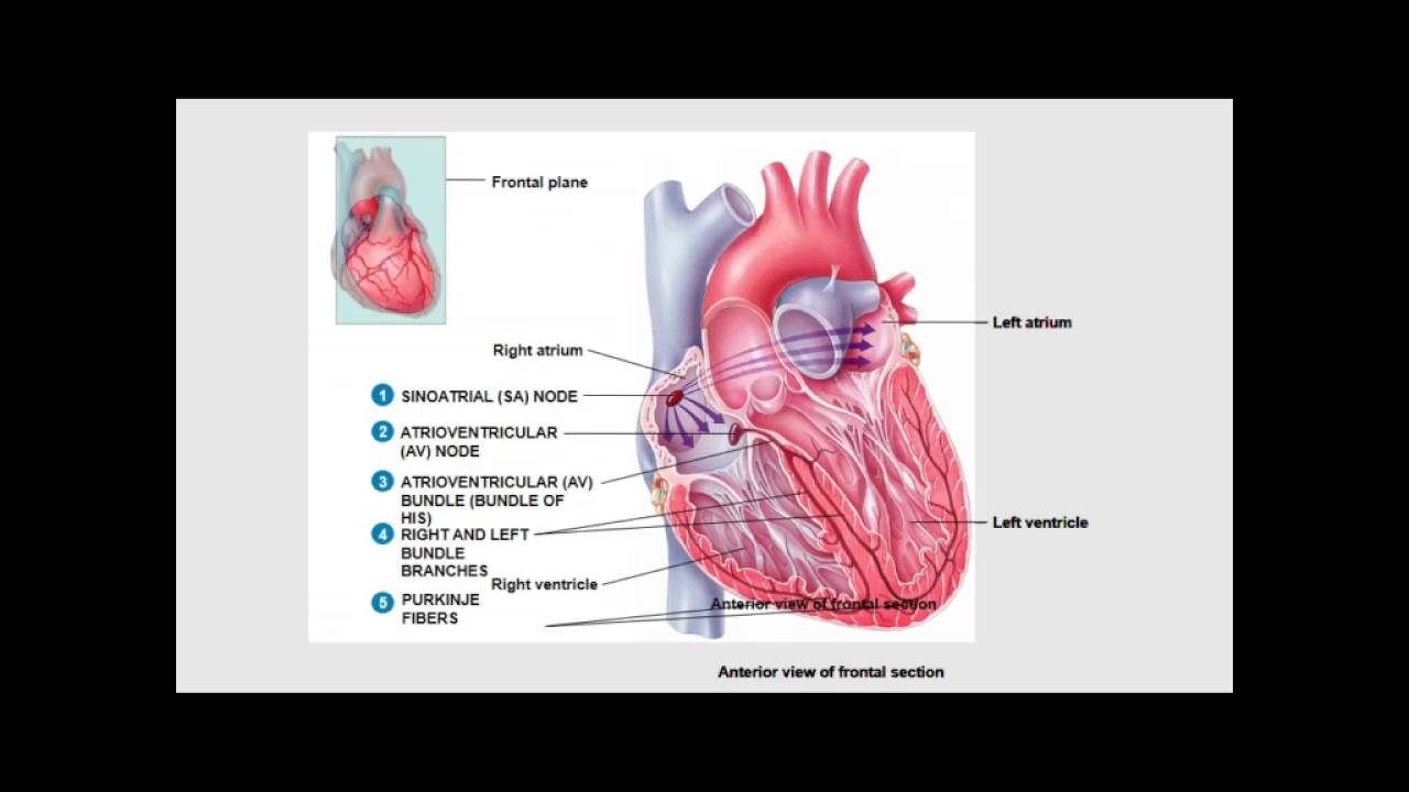 Introduction to Cardiovascular Pathophysiology - YouTube