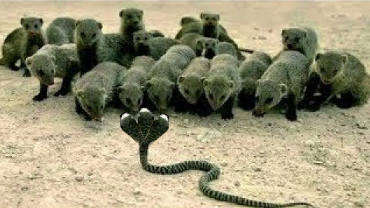 It's amazing..Mongoose finally decided to get rid of the snake, so ...