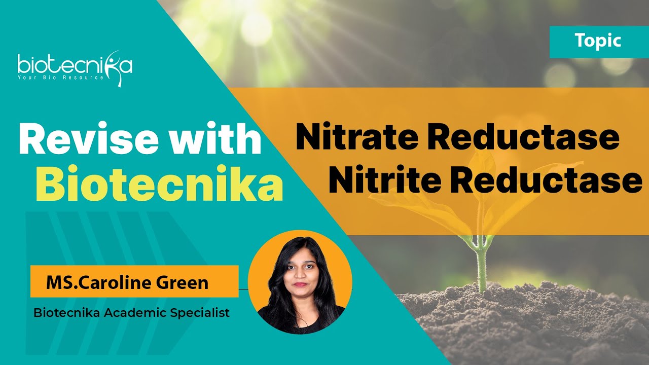 Nitrate Reductase & Nitrite Reductase - Unit 6 - Revise Important CSIR ...