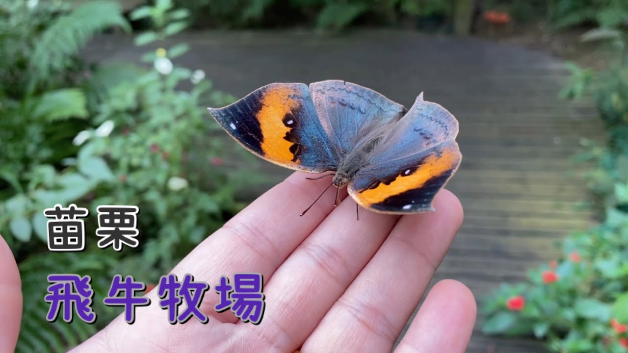 苗栗飛牛牧場一日遊 Flying Cow Ranch - YouTube