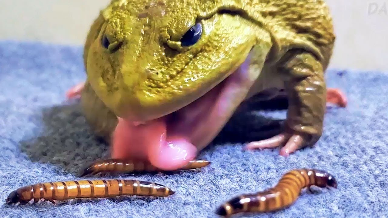 Two Frogs Compete for Many Worms! Asian Frog live feeding - YouTube