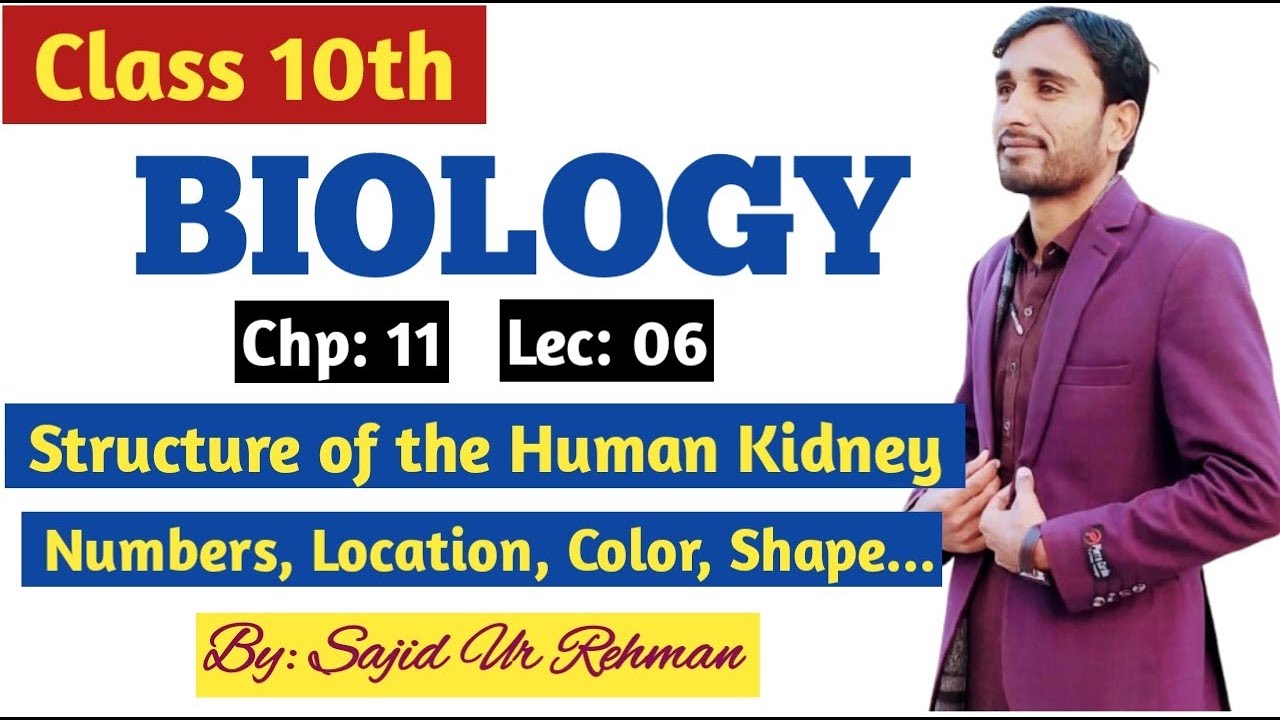 Structure of the Human kidney || 10th Bio Chp 11 Lec 06 || By: Sajid Ur ...
