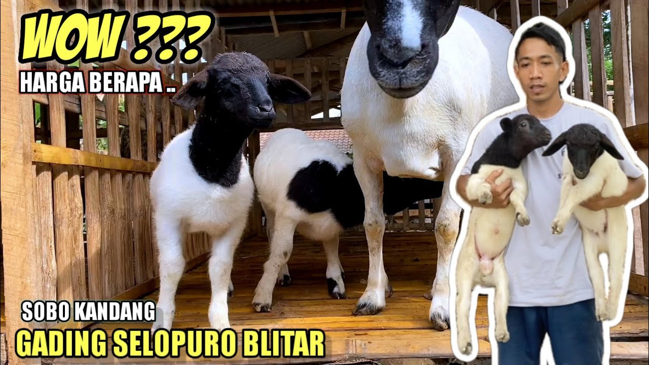 RILIS HARGA DOMBA TERBARU DORPER F2 BABON CEMPE 2 EKOR DI SOBO KANDANG ...
