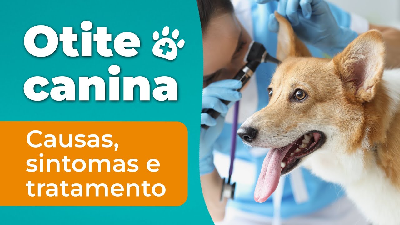 Otite em cães: causas, sintomas e tratamento - YouTube