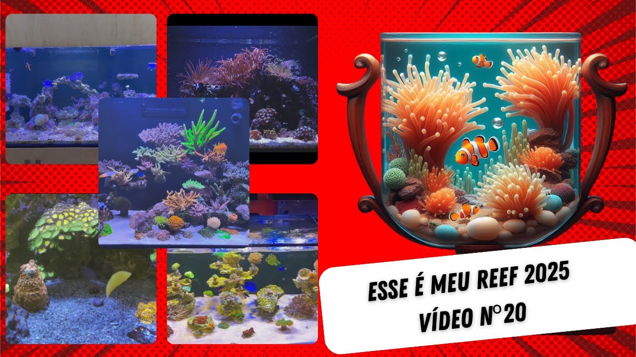 ESSE É MEU REEF 2025 Vídeo n°20 - YouTube