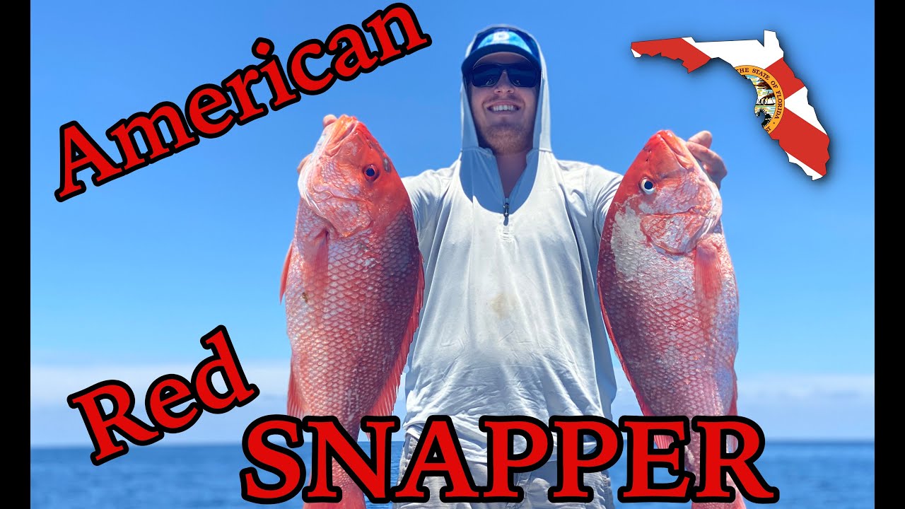 American Red Snapper 4-Man LIMIT plus BONUS Fish off SARASOTA - YouTube