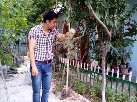 Mingecevir Ceyhun Sklet fxguru