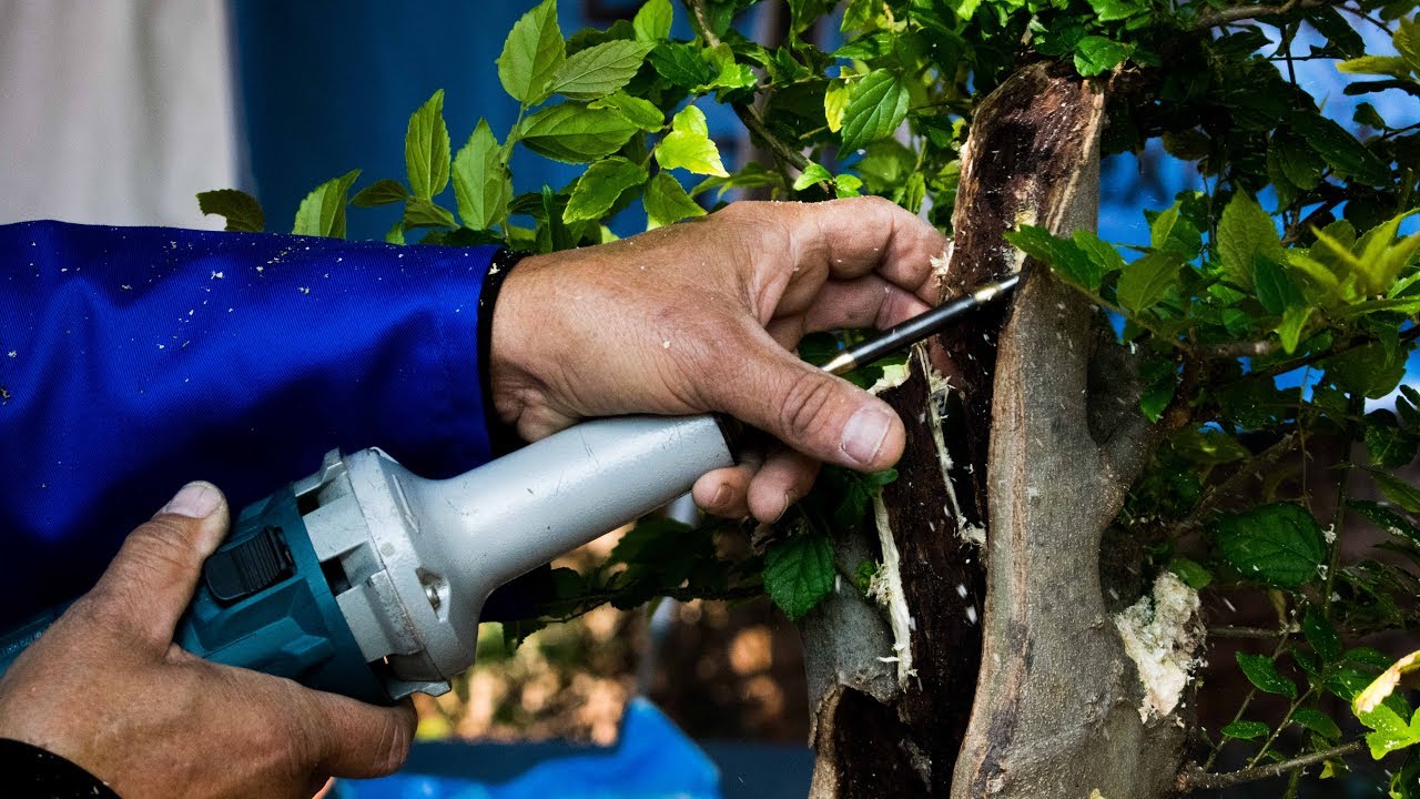 How to EXPERTLY carve a BONSAI - YouTube