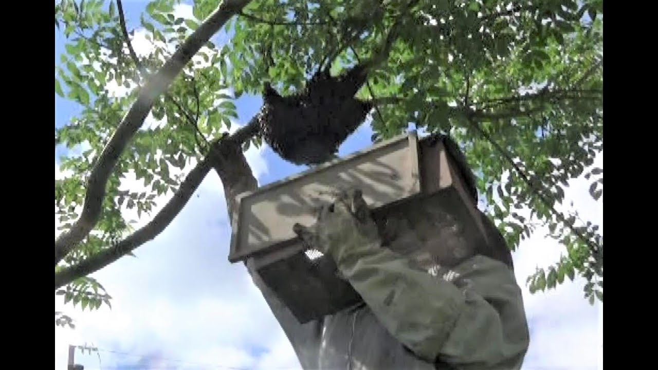 Catching A Cluster Of Bees In A Combined Swarm Box / Nuc Box. - YouTube