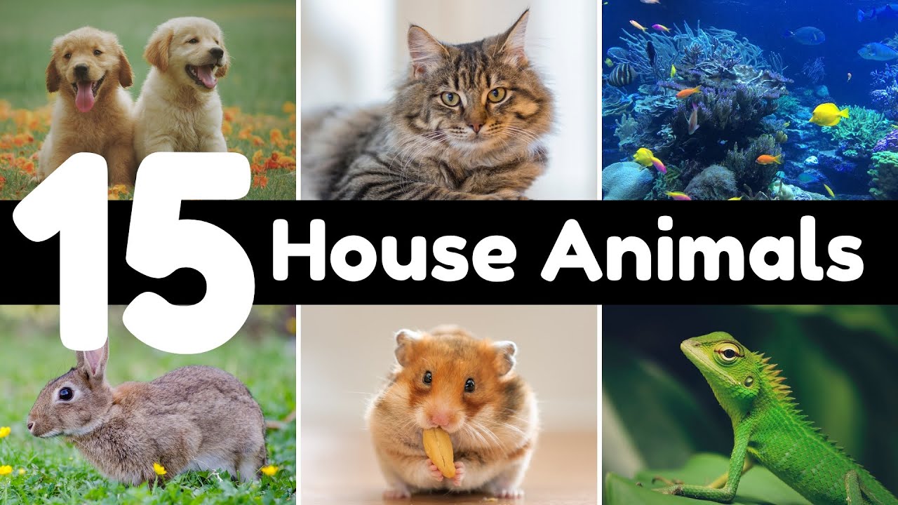 House Animals | The Top 15 House Animals - YouTube