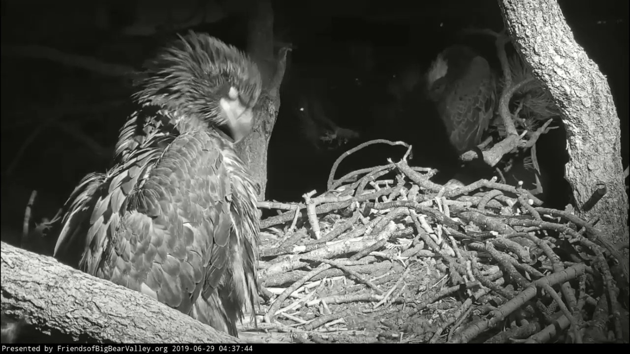 Big Bear Eagles * Simba Looking * GORGEOUS!! * in B&W * While Mom ...