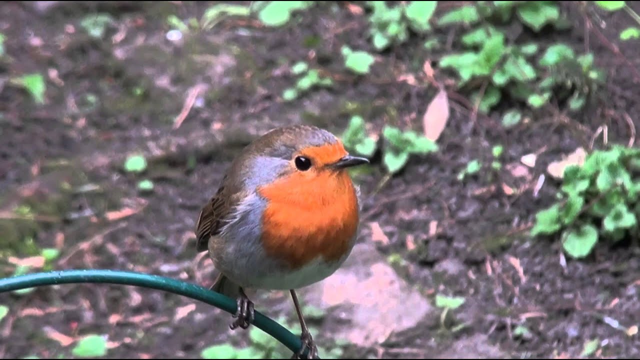 UK Robin song.and Alarm call. - YouTube