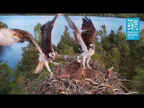 Osprey Intruders in Slo-Mo - (Loch of the Lowes osprey Webcam 2023) - YouTube