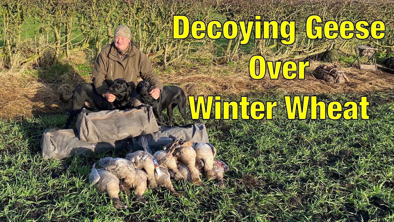 Goose Shooting - Decoying Pinkfooted Geese Over A Winter Wheat Crop ...