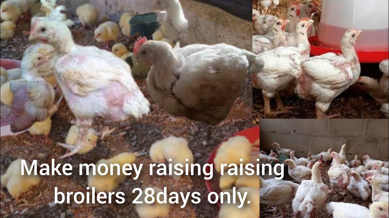 How to make huge profit from broilers within 2 to 4weeks. No need ...