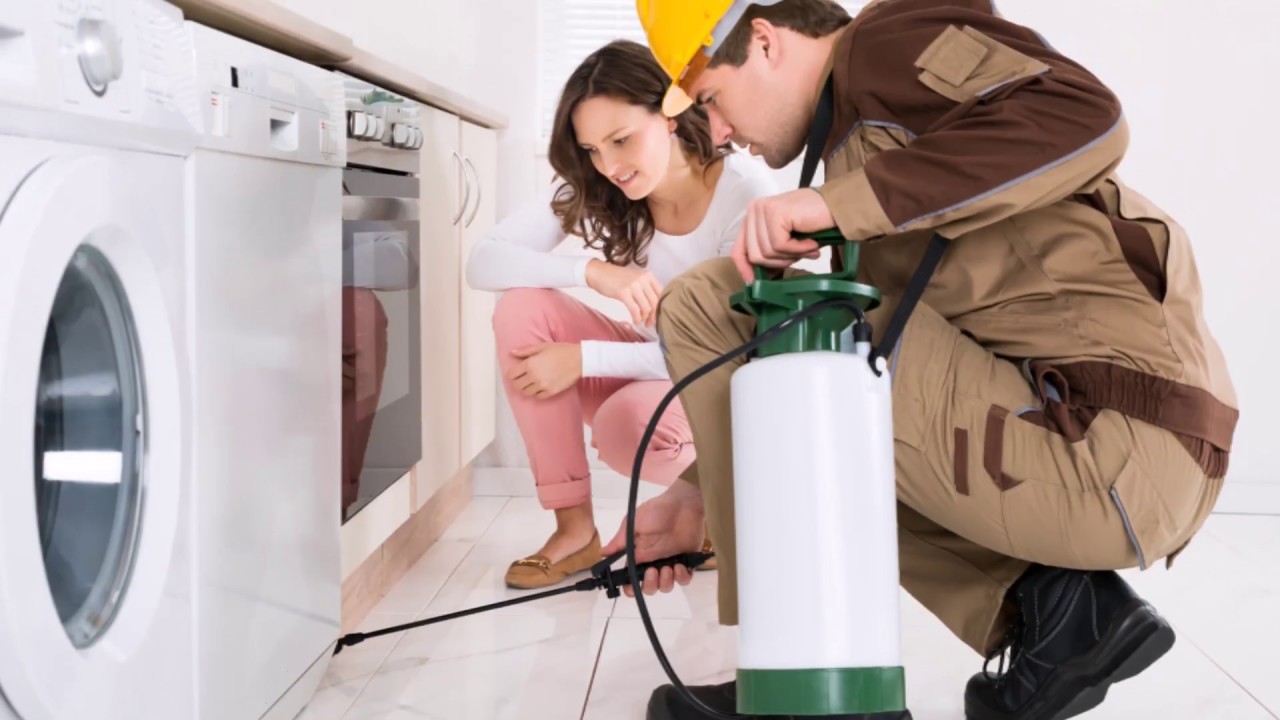 Meilleur exterminateur rive sud extermination | Appelez-nous 450-977 ...