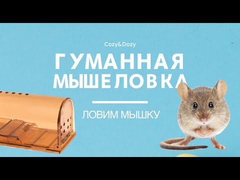 Гуманная мышеловка. Как поймать мышку, не навредив ей? Мышеуловитель ...