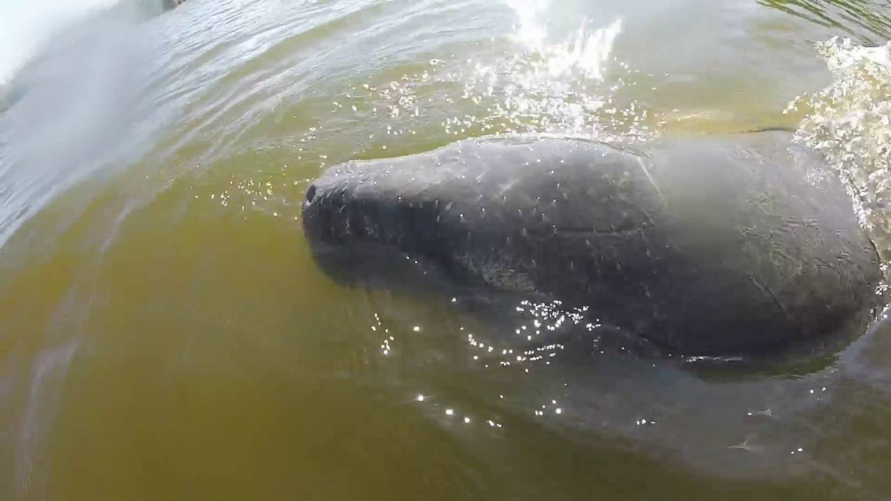 The Sound Manatee 2016 - YouTube